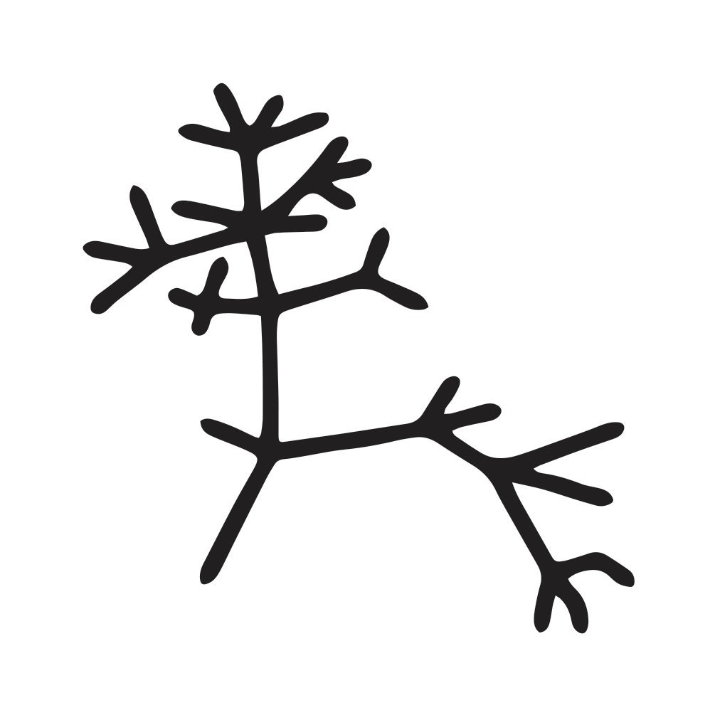 Charles Darwin Tree Of Life