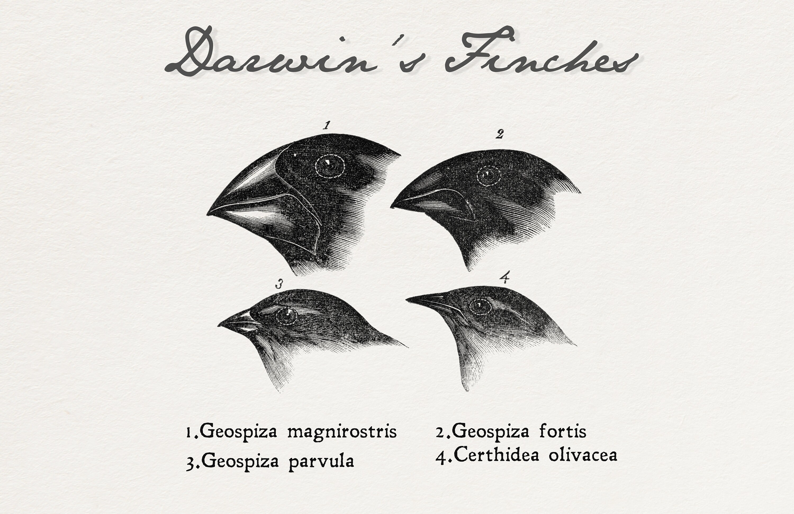 Darwin's Finches Drawings Poster 11 X 17 - Etsy Australia