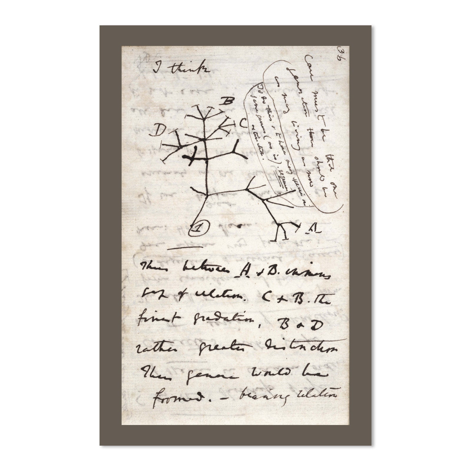 Charles Darwin Tree Of Life