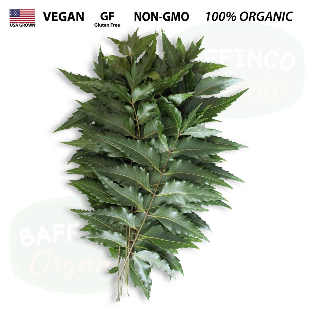 Fresh Neem Leaves High Quality ALL NATURAL Organic Florida Grown - Etsy