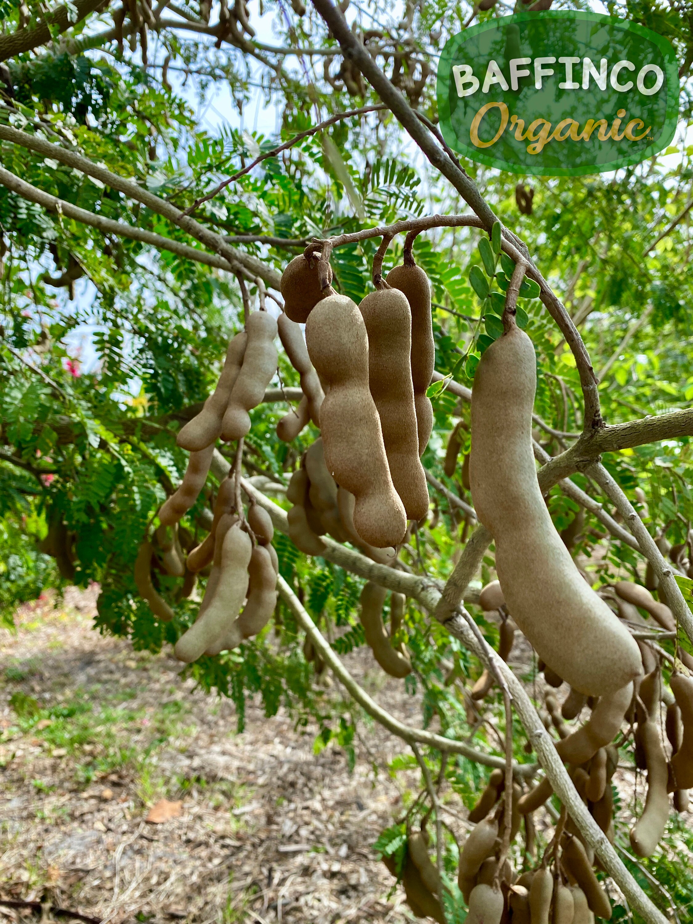 Tamarind Seeds Fresh Organic USA Seeds Tamarindus Indica Seeds - Etsy