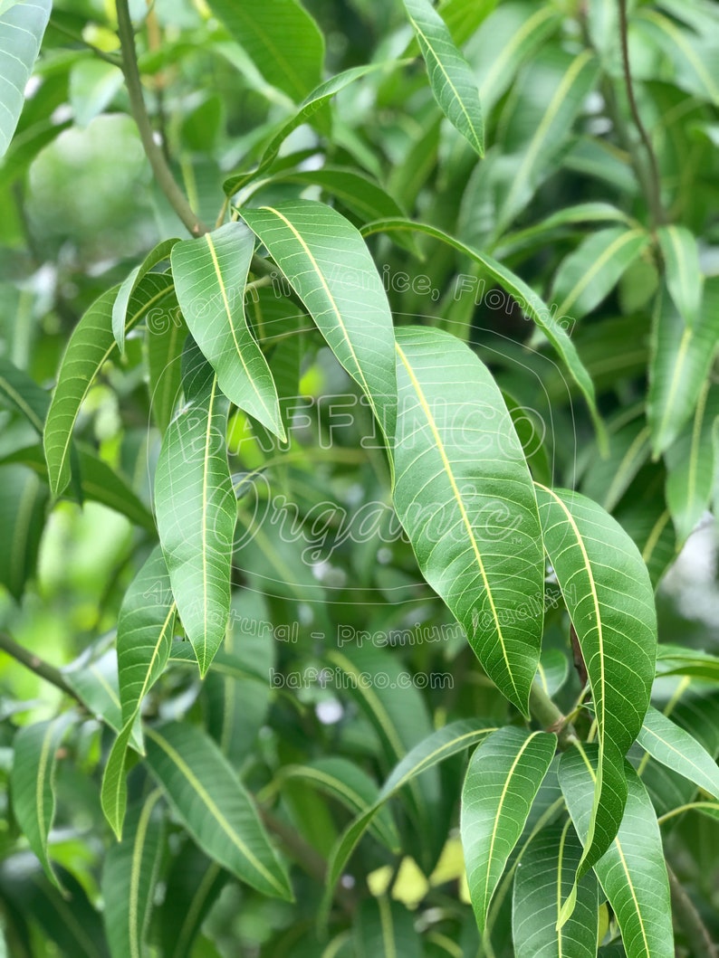 Fresh Mango Leaves Organic Premium Leaf From Florida All | Etsy