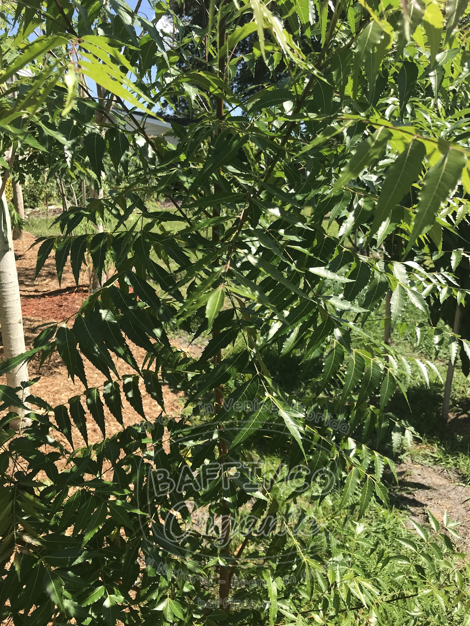 Fresh Neem Leaves High Quality ALL NATURAL Organic Florida Grown - Etsy