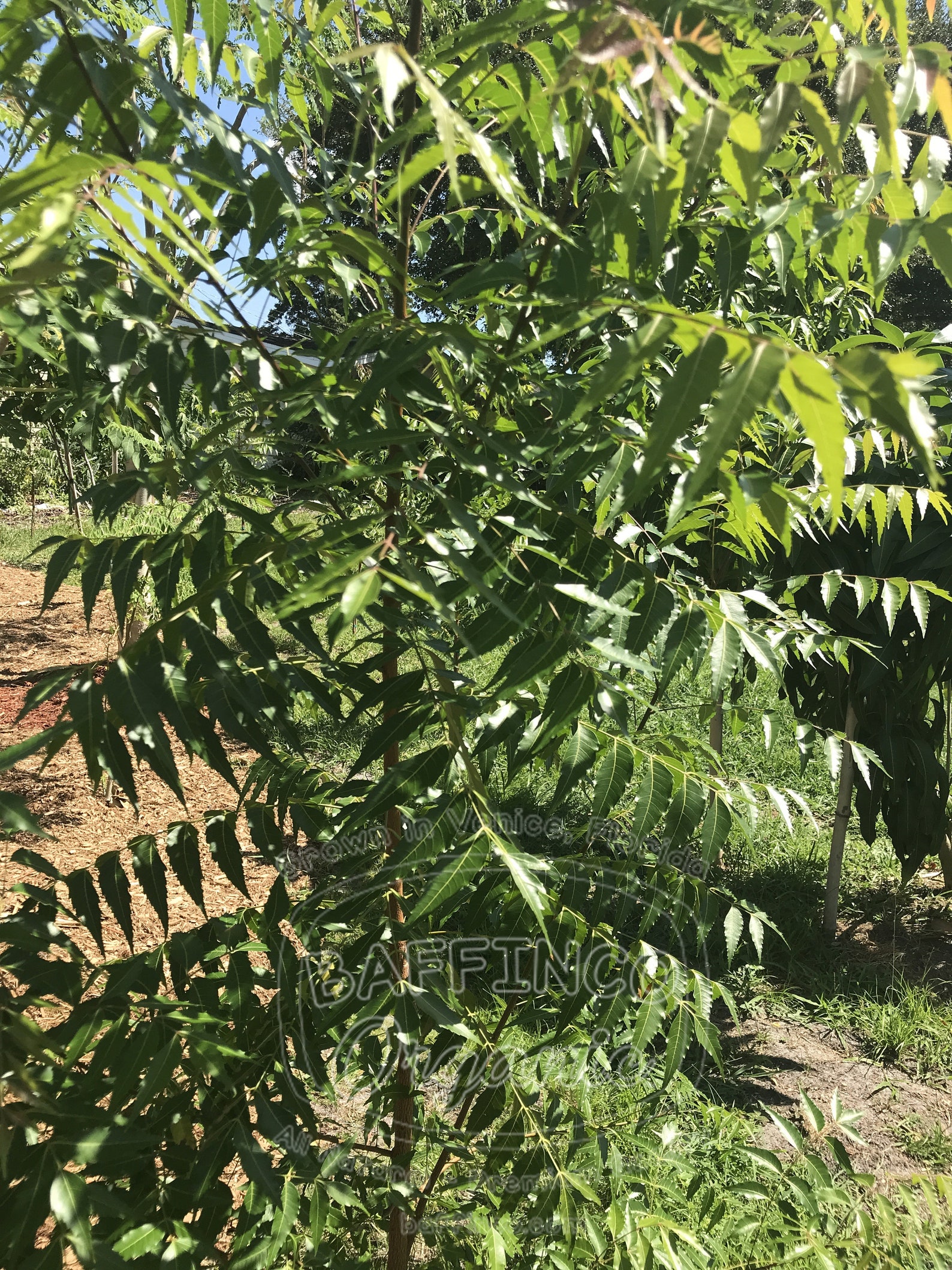 Fresh Neem Leaves High Quality ALL NATURAL Organic Florida Grown - Etsy