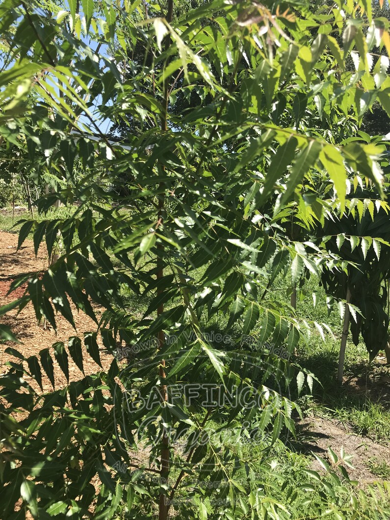 Fresh Neem Leaves High Quality ALL NATURAL Organic Florida - Etsy