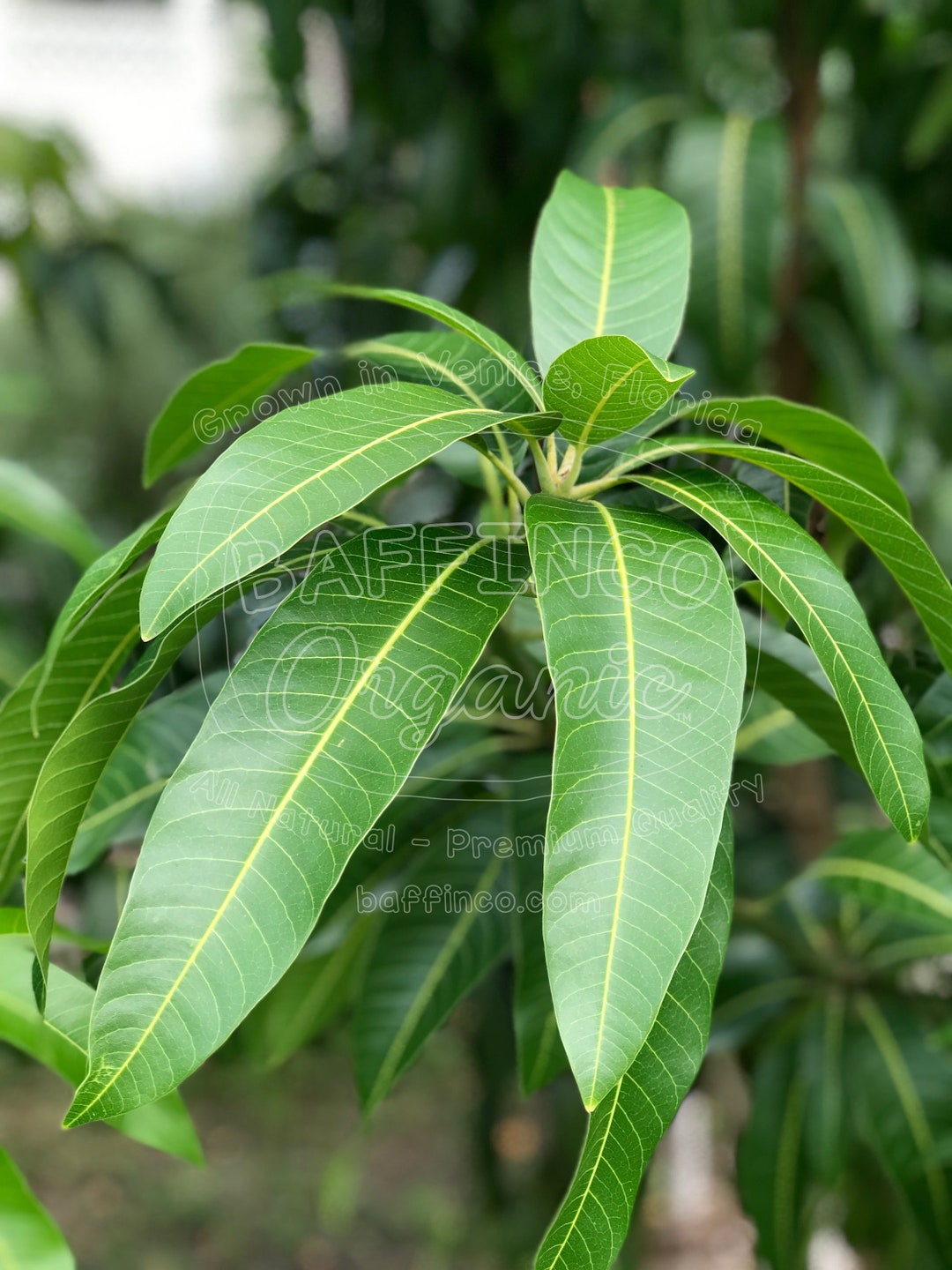 Fresh Organic Mango Leaves 100 Leaves Growth in USA No Pesticides NO ...