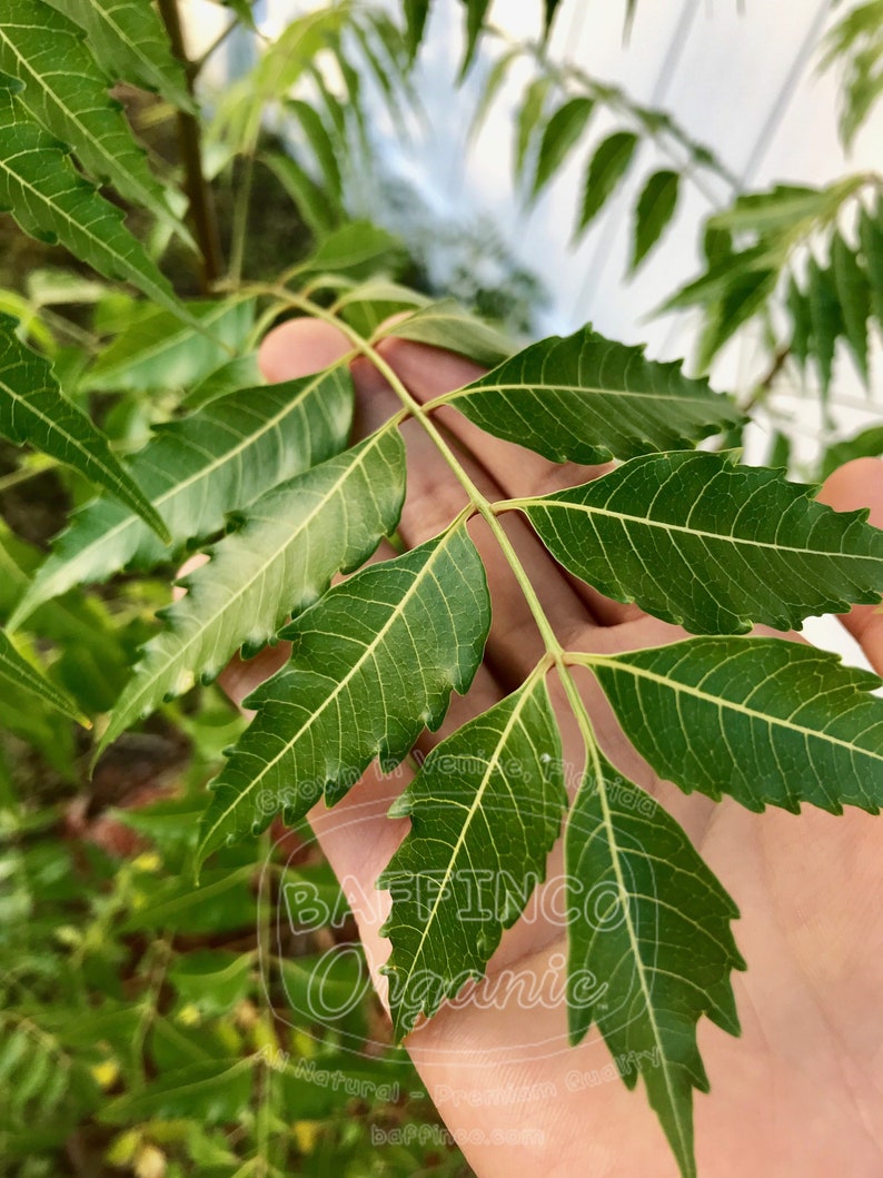 Fresh Neem Leaves High Quality ALL NATURAL Organic Florida Grown - Etsy