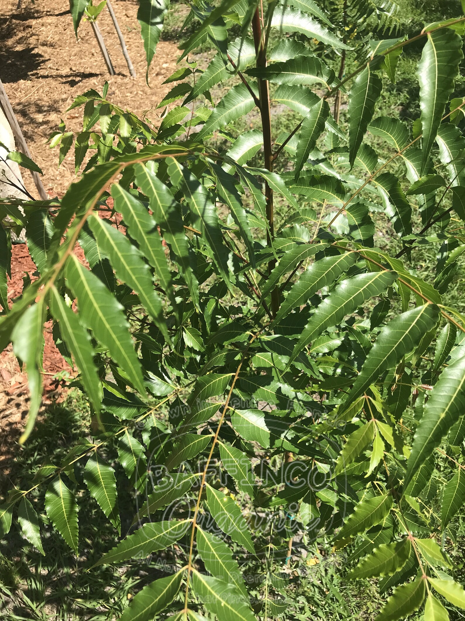 Fresh Neem Leaves High Quality ALL NATURAL Organic Florida Grown - Etsy