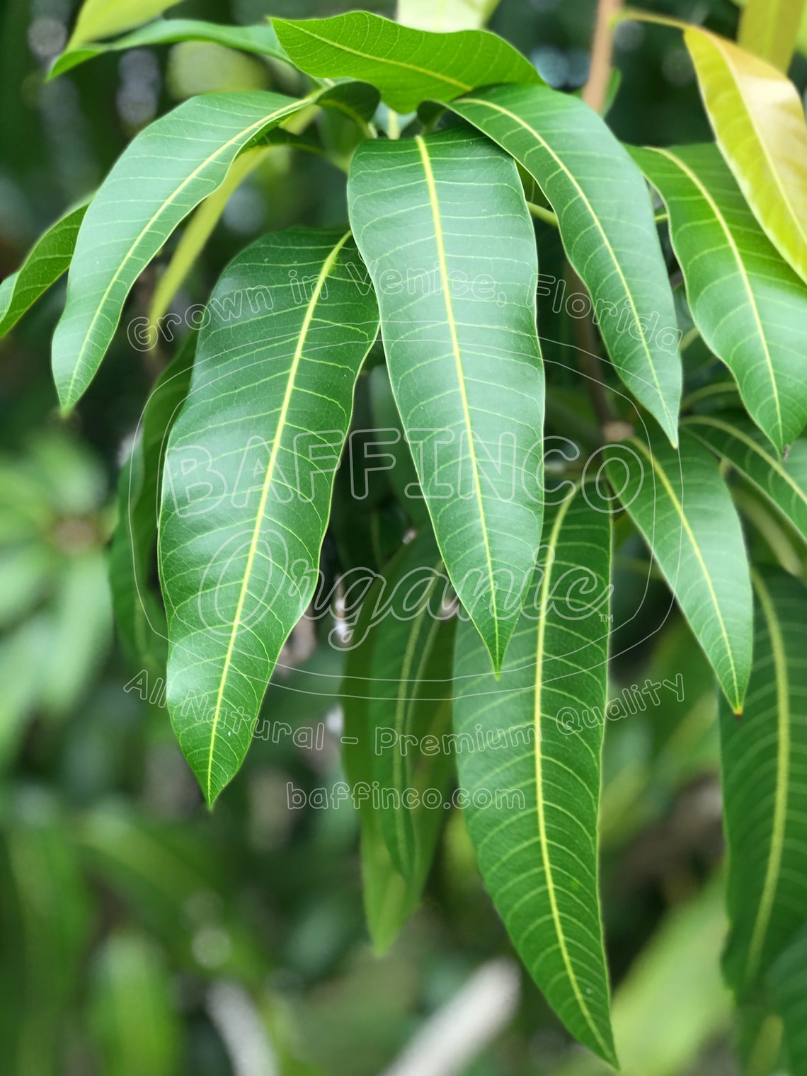 Fresh Mango Leaves Organic Premium Leaf From Florida All | Etsy
