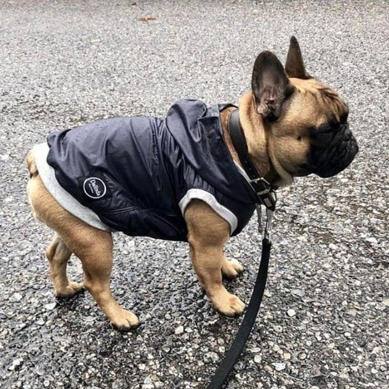 French Bulldog Clothing - Etsy