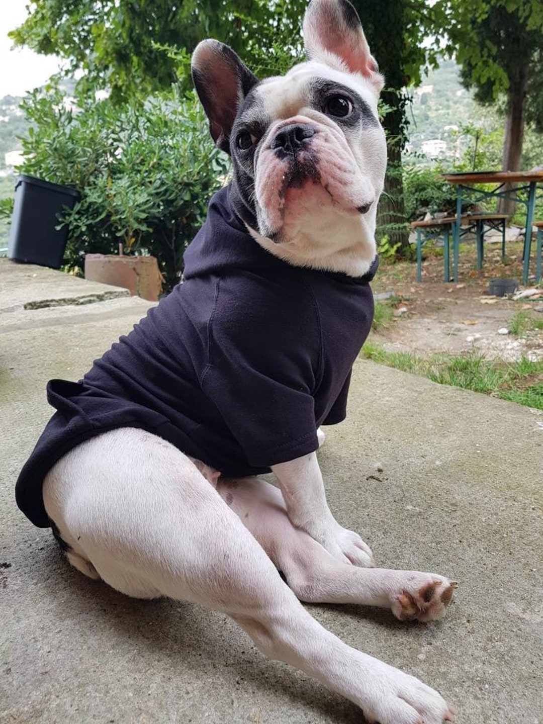Hoodie/french Bulldog/pug/basic/half Sleeve/raglan - Etsy