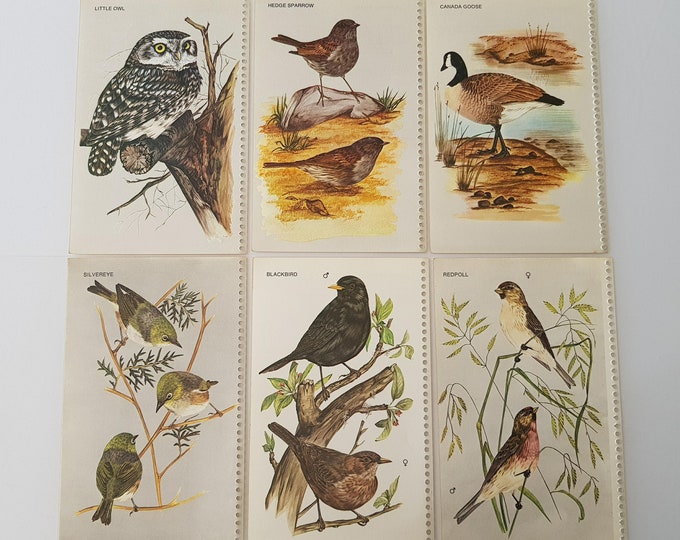 Vintage Bird Book Page Sets - Etsy