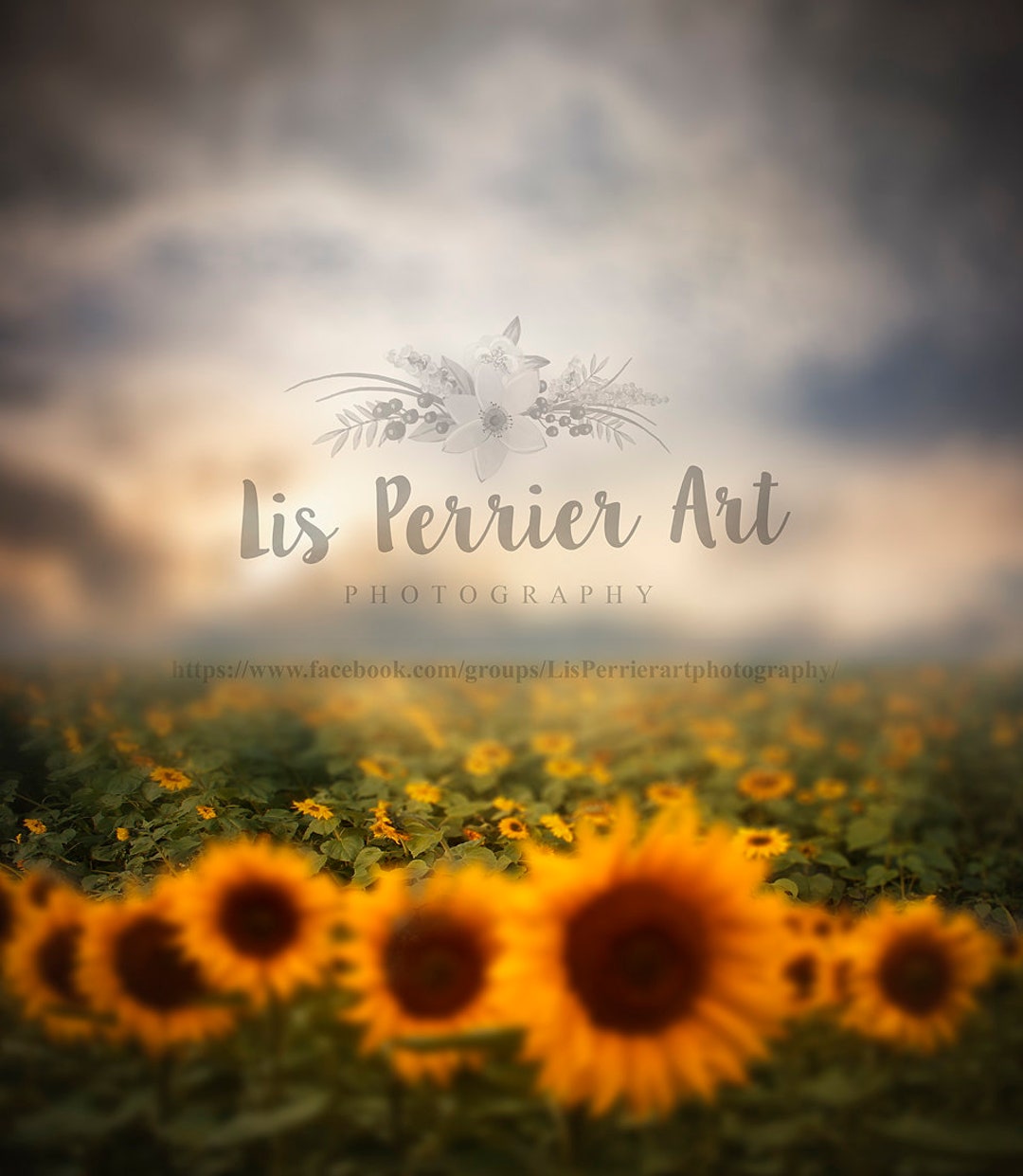 Sunflower Field Digital Background/ Composite - Etsy