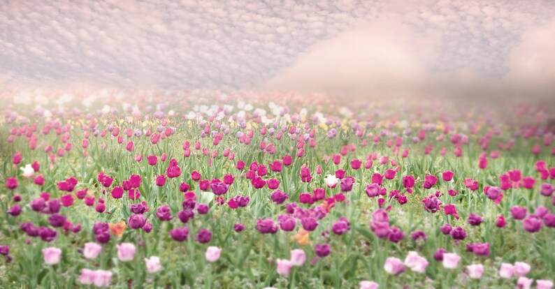 5 Spring Digital Background - Etsy