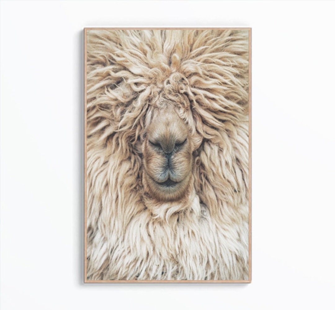 Alpaca Wall Art Print, Lama Photo, Animal Wall Print, Alpaca Poster ...