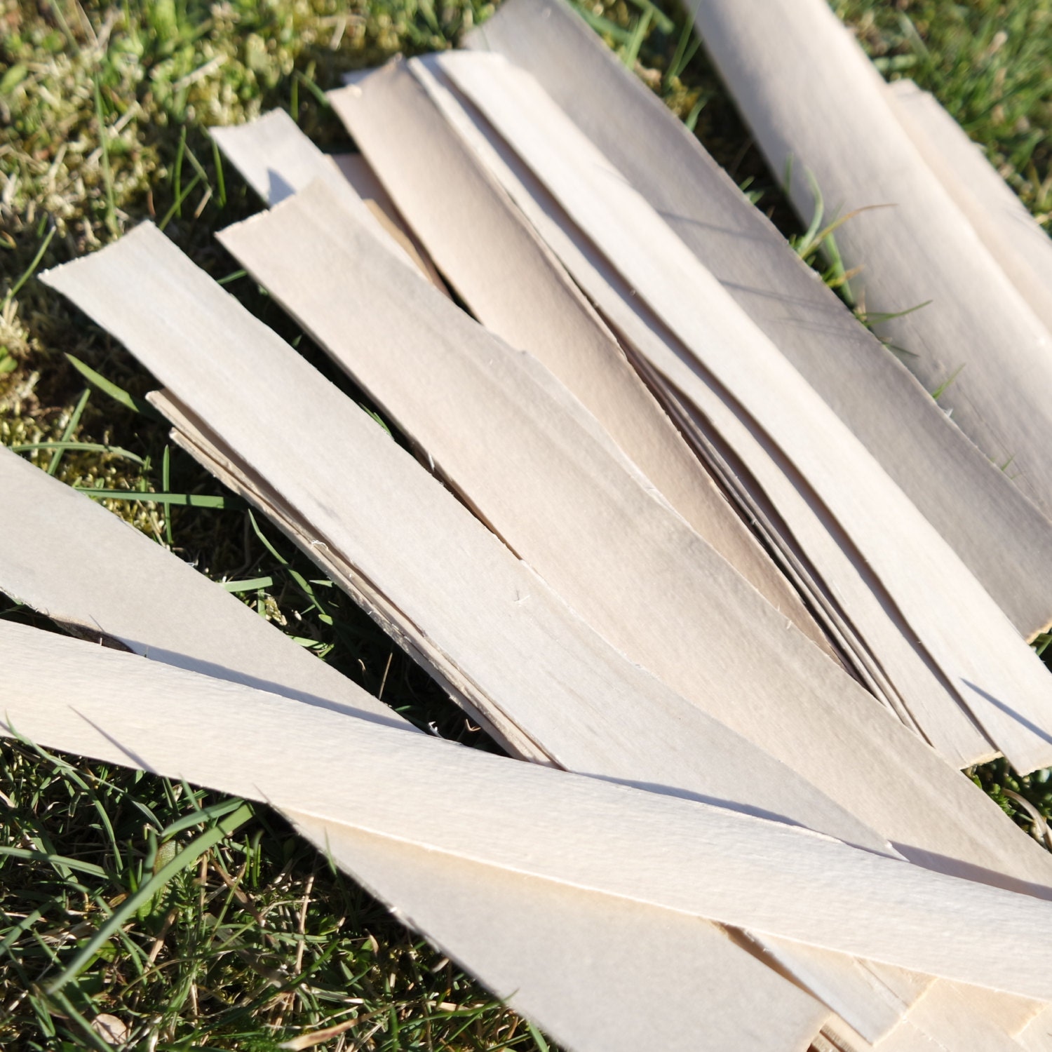 Birch Wood Slices Raw Birch Slices Birch Bark 12pcs or | Etsy