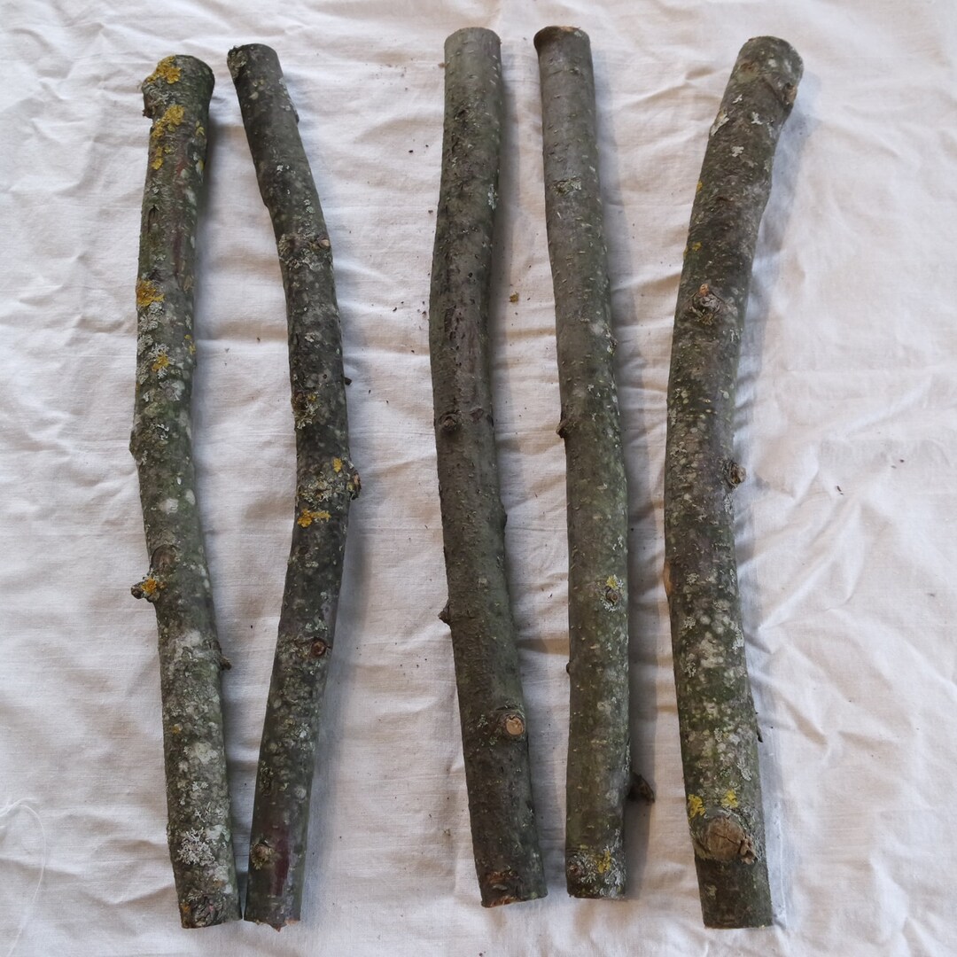 Apple Stick, Dried for 2 Years, Wood Supply for Wand Making, Dried ...