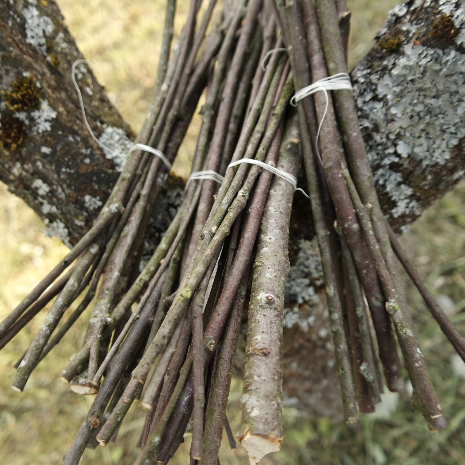 Wood Branch Bird Cherry Sticks Wood Supply Dried Bird Cherry - Etsy