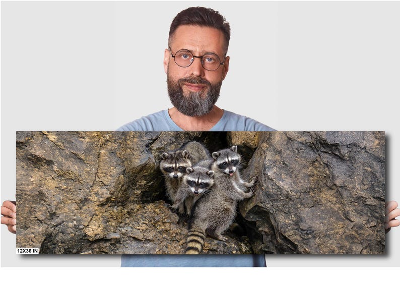 Playful Raccoon Siblings in the Rocks, Taking Turns With Different ...