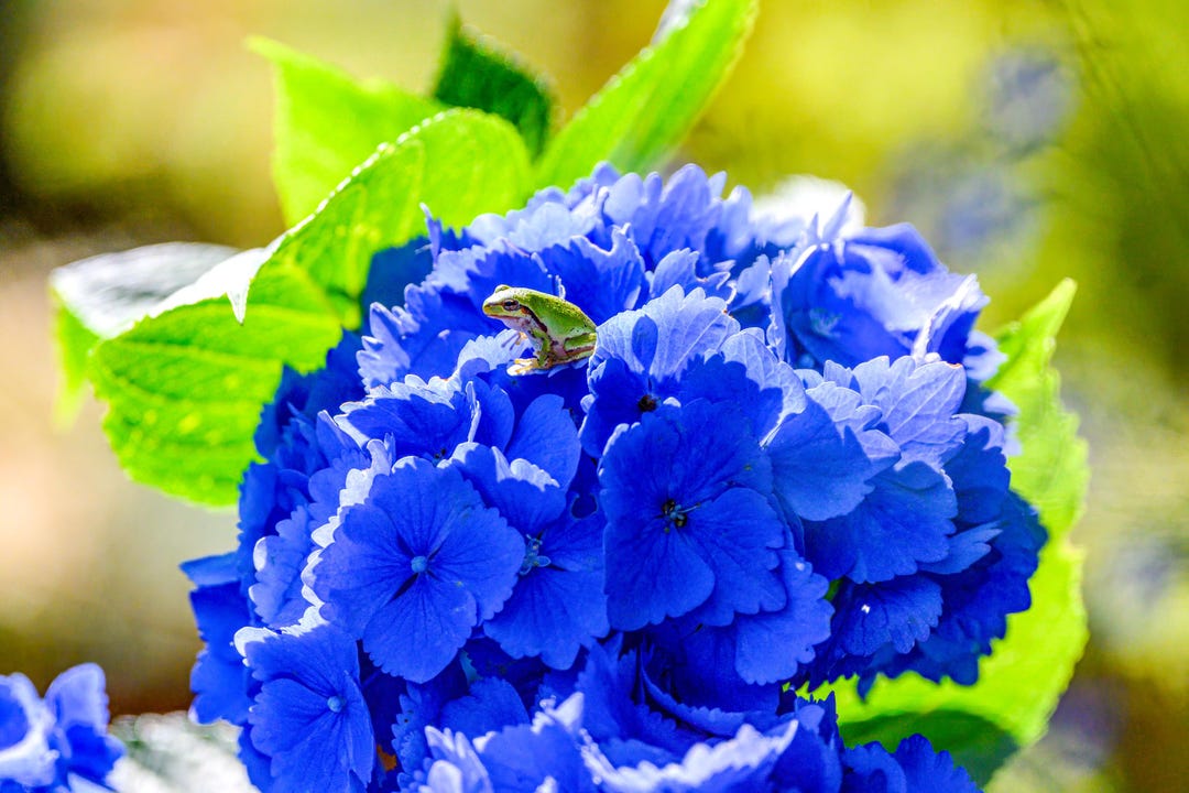 Tree Frog in the Hydrangea - Etsy