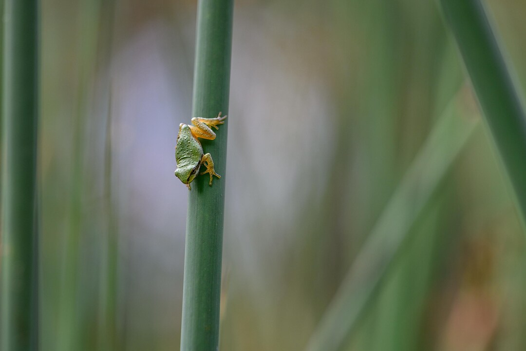 The Patient Tree Frog - Etsy