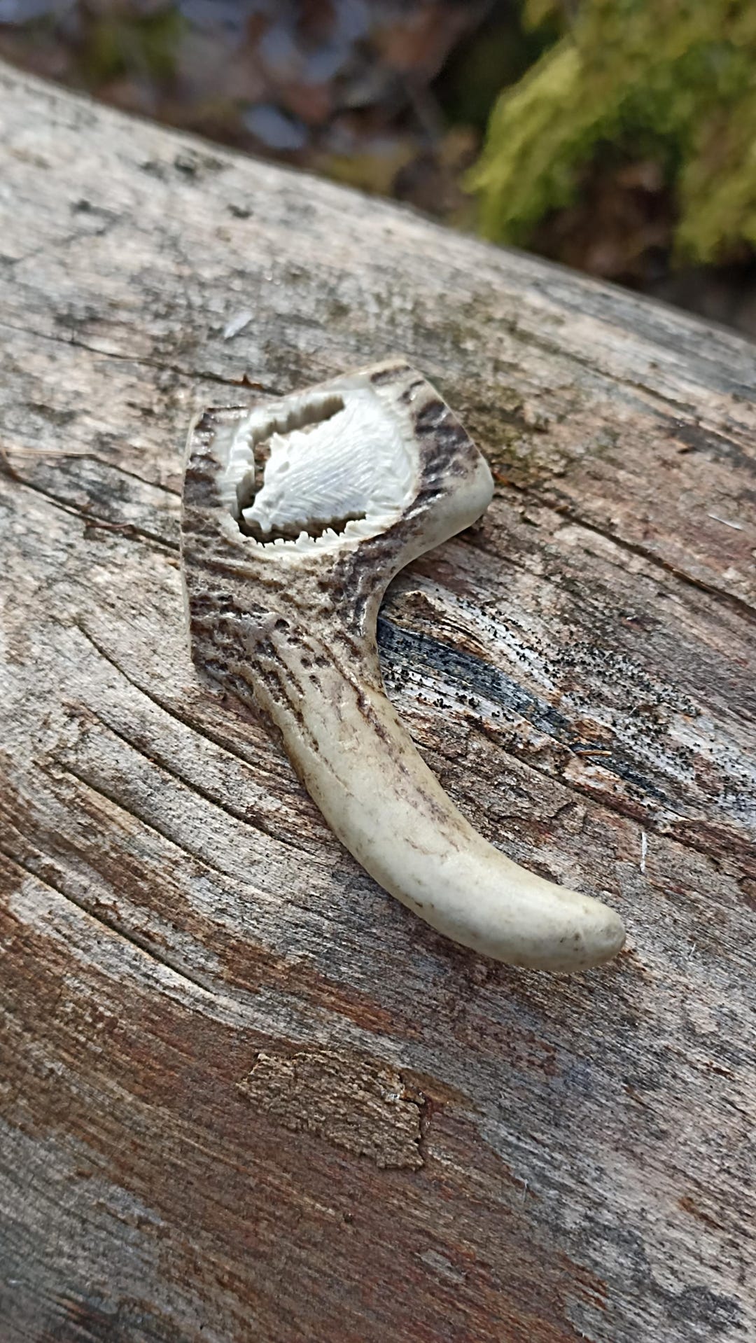 A Hand-carved Antler Brooch With a Motif of a Wild Hog - Etsy