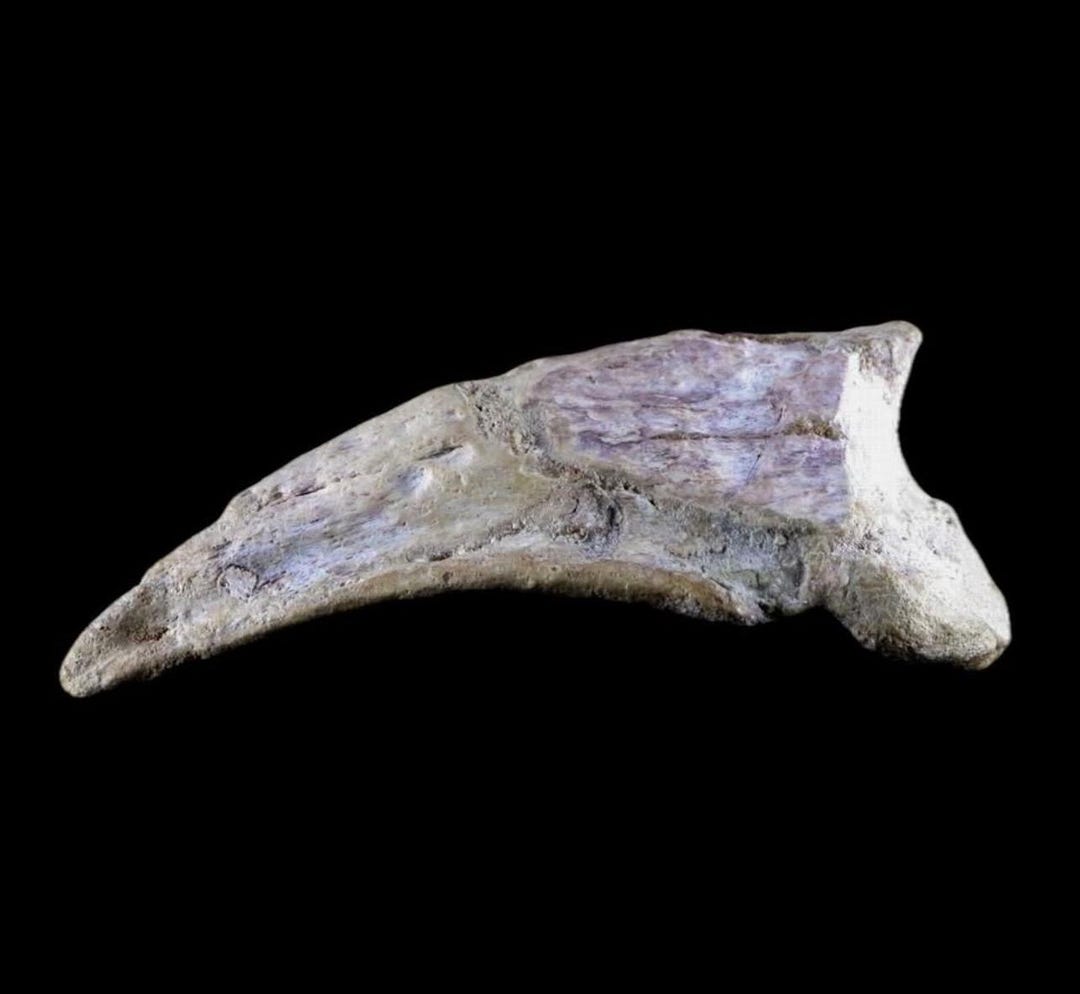 Authentic Dinosaur Claw Fossil From Carcharodontosaurus AKA African T ...