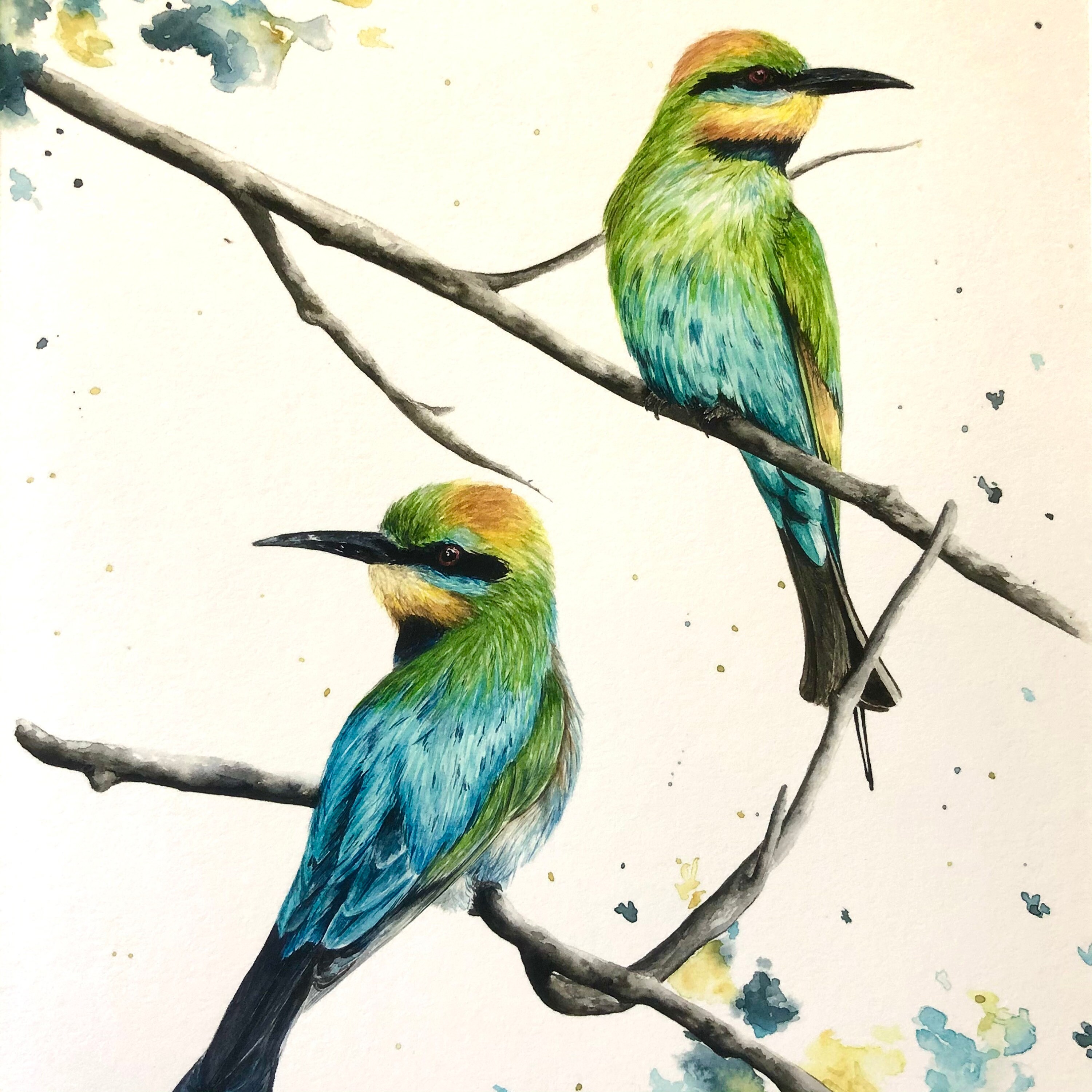 Rainbow bee eaters Australian bird art giclee print | Etsy
