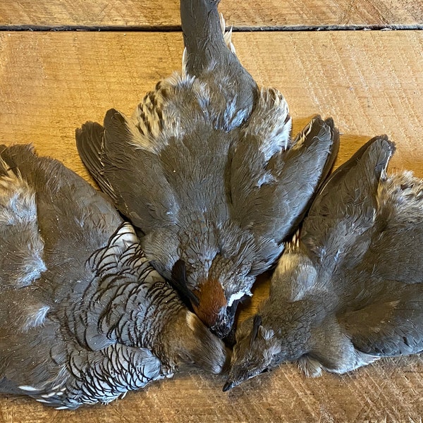 Gambels Quail - Etsy