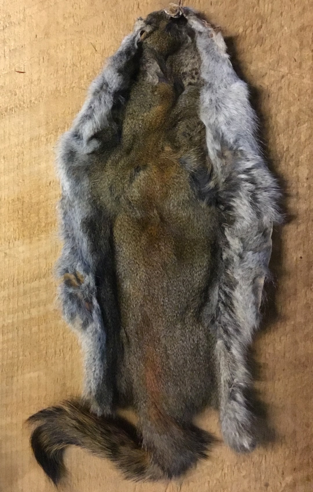 Complete Pine Squirrel Hide: Dried, Tanned or Dyed/tanned - Etsy