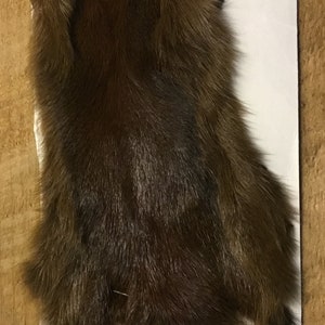 Complete Pine Squirrel Hide: Dried, Tanned or Dyed/tanned - Etsy