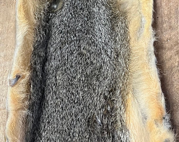 Red Fox Squirrel Skin ( Dried ) - Etsy