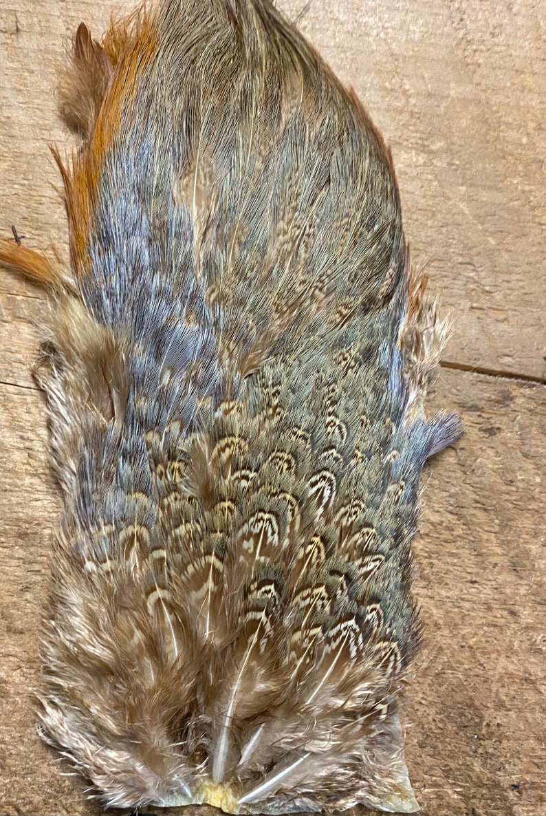 Pheasant Rump Patch: Church Pane Feathers Natural and Dyed | Etsy