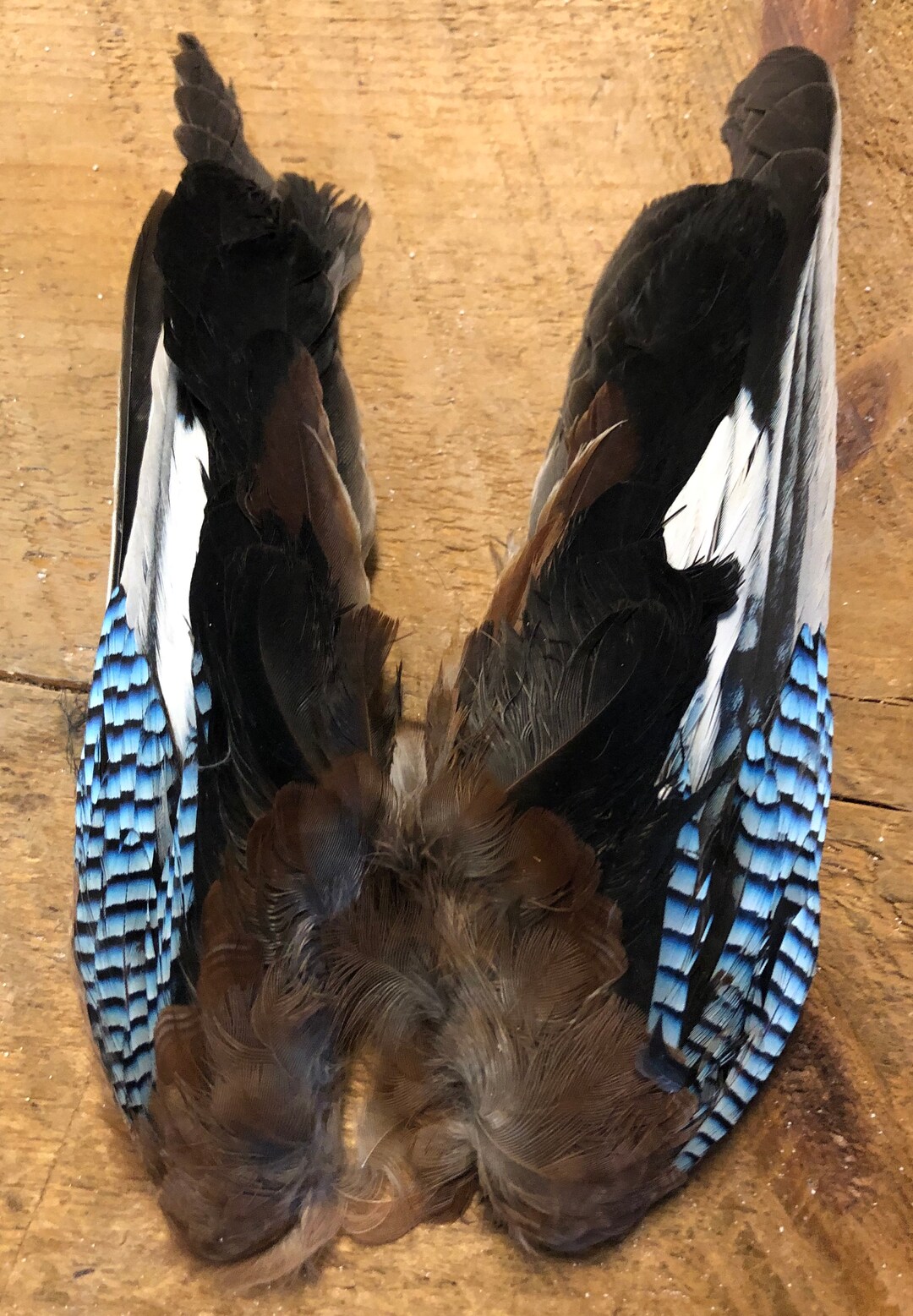 Eurasian Jay Wings - Etsy