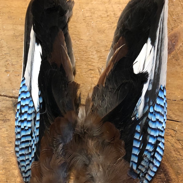 Blue Jay Wings - Etsy