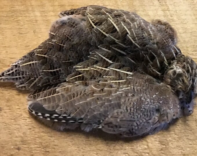 Female Mearns Quail Pelt for Fly Tying and Native American Crafts - Etsy