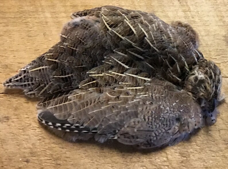 Female Mearns Quail Pelt for Fly Tying and Native American Crafts - Etsy