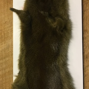 Complete Pine Squirrel Hide: Dried, Tanned or Dyed/tanned - Etsy