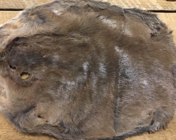 Minnesota Pocket Gopher Pelt ( AKA Mole Skin or Shrew ) - Etsy