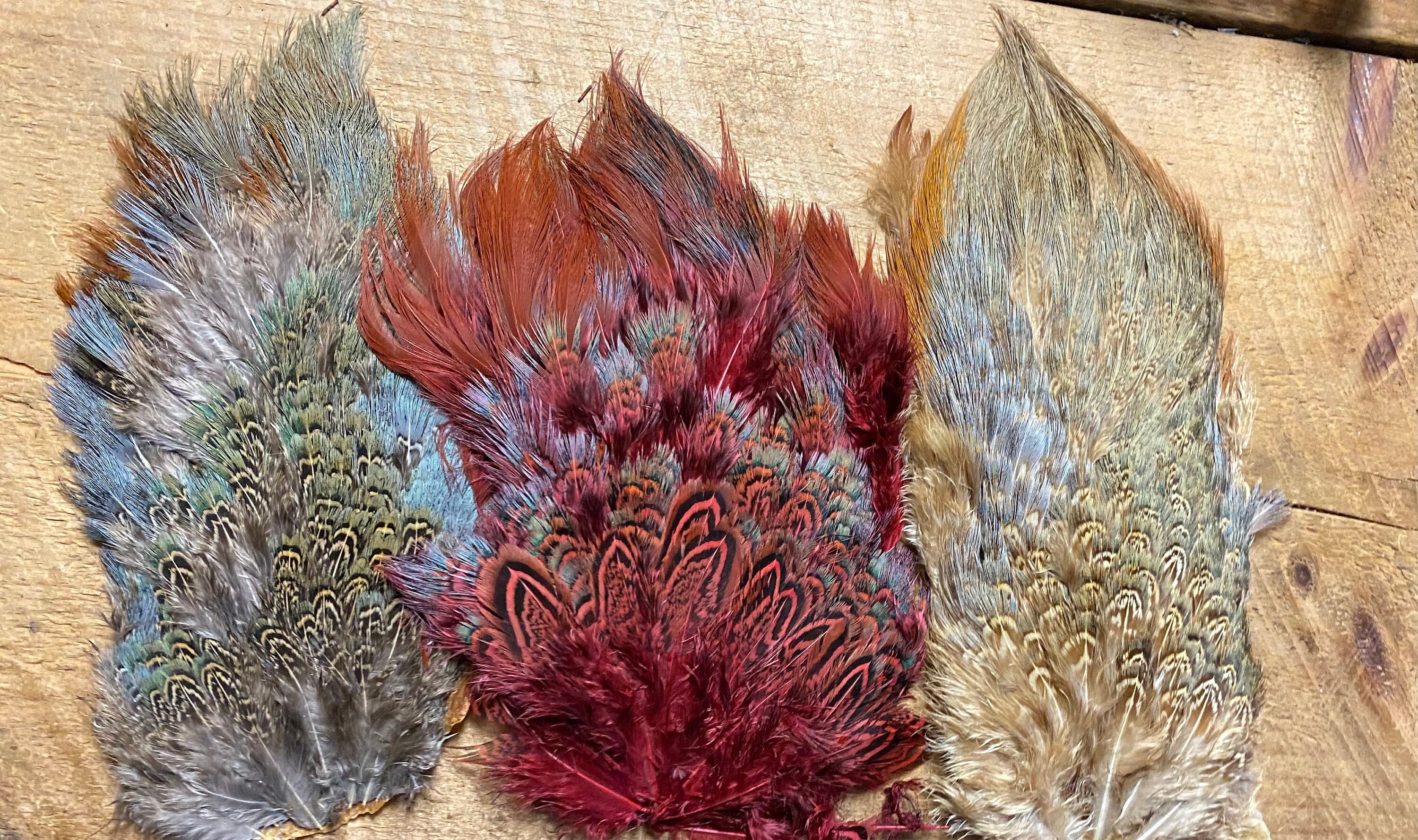Pheasant Rump Patch: Church Pane Feathers Natural and Dyed - Etsy