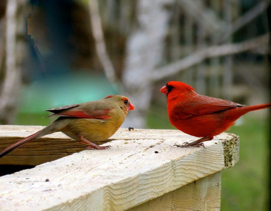 Cardinal Mates Photo Card: Personalized Greeting Card Set Option - Etsy