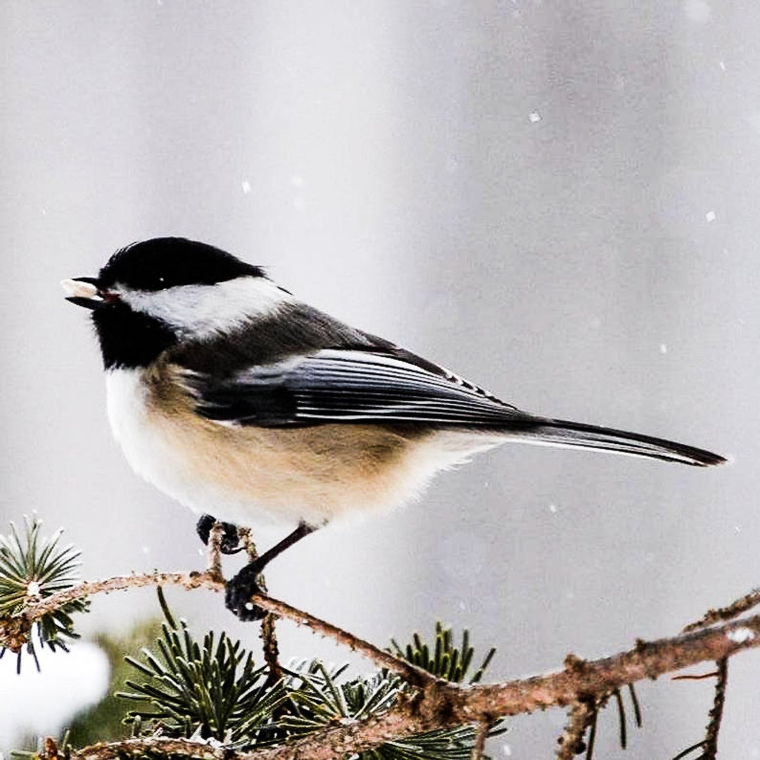 Chickadee card. Card to personalize or note card set. Backyard - Etsy.de