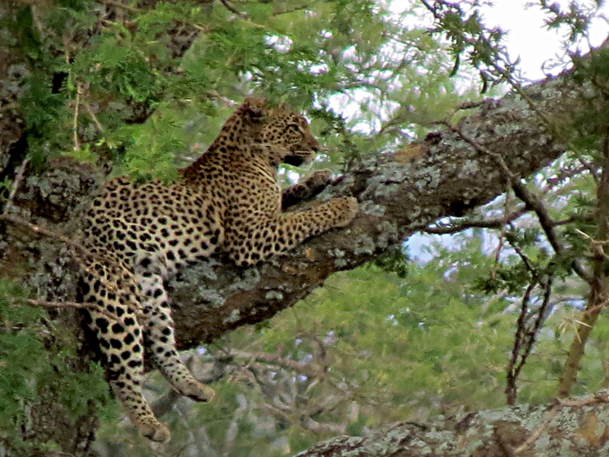 Leopard Card. Big Cat Card. Wild Cat Photo Card or Set. Exotic - Etsy Australia