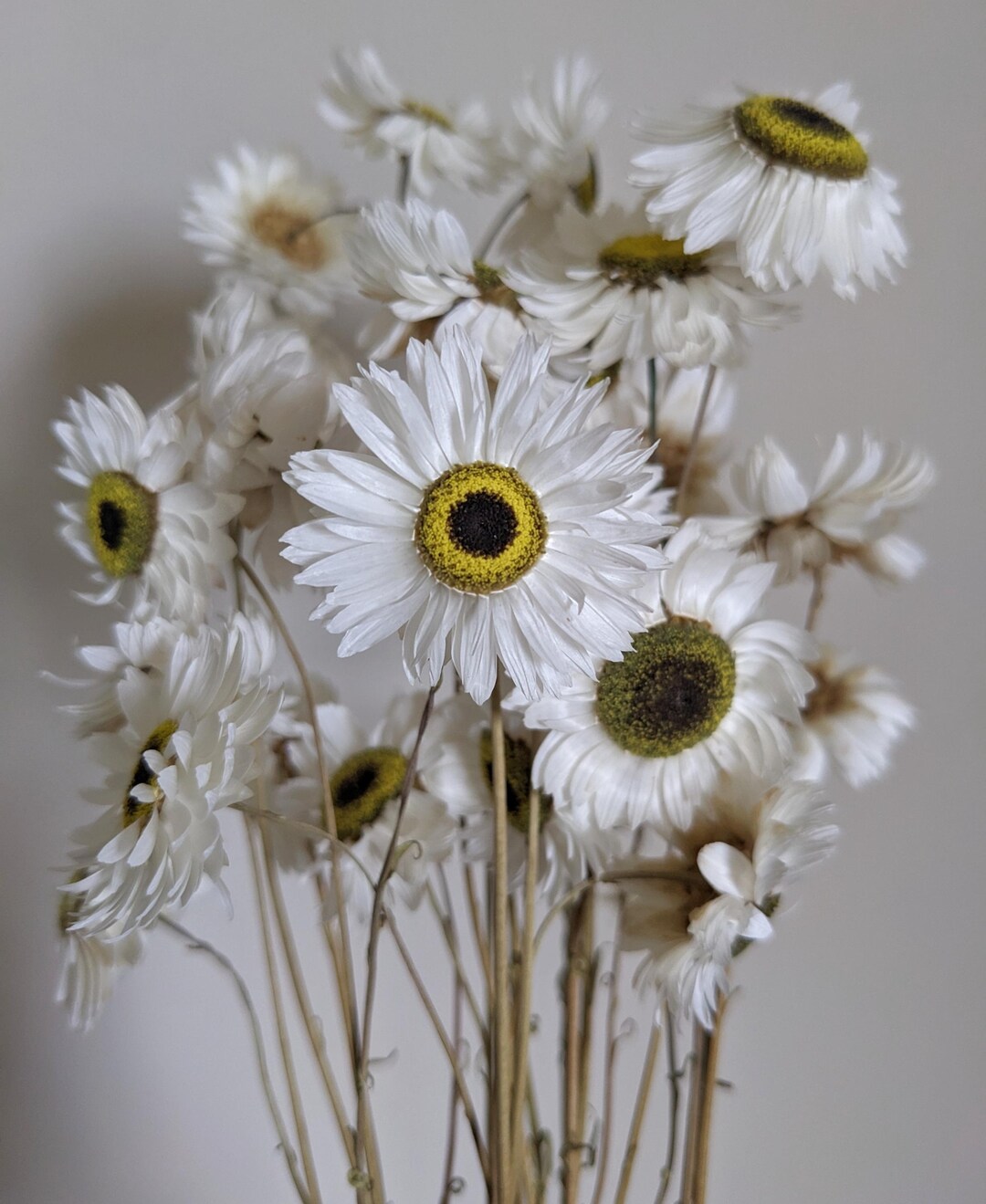 Dried White Rodanthe Daisies | Natural Floral Craft Supply - Etsy UK