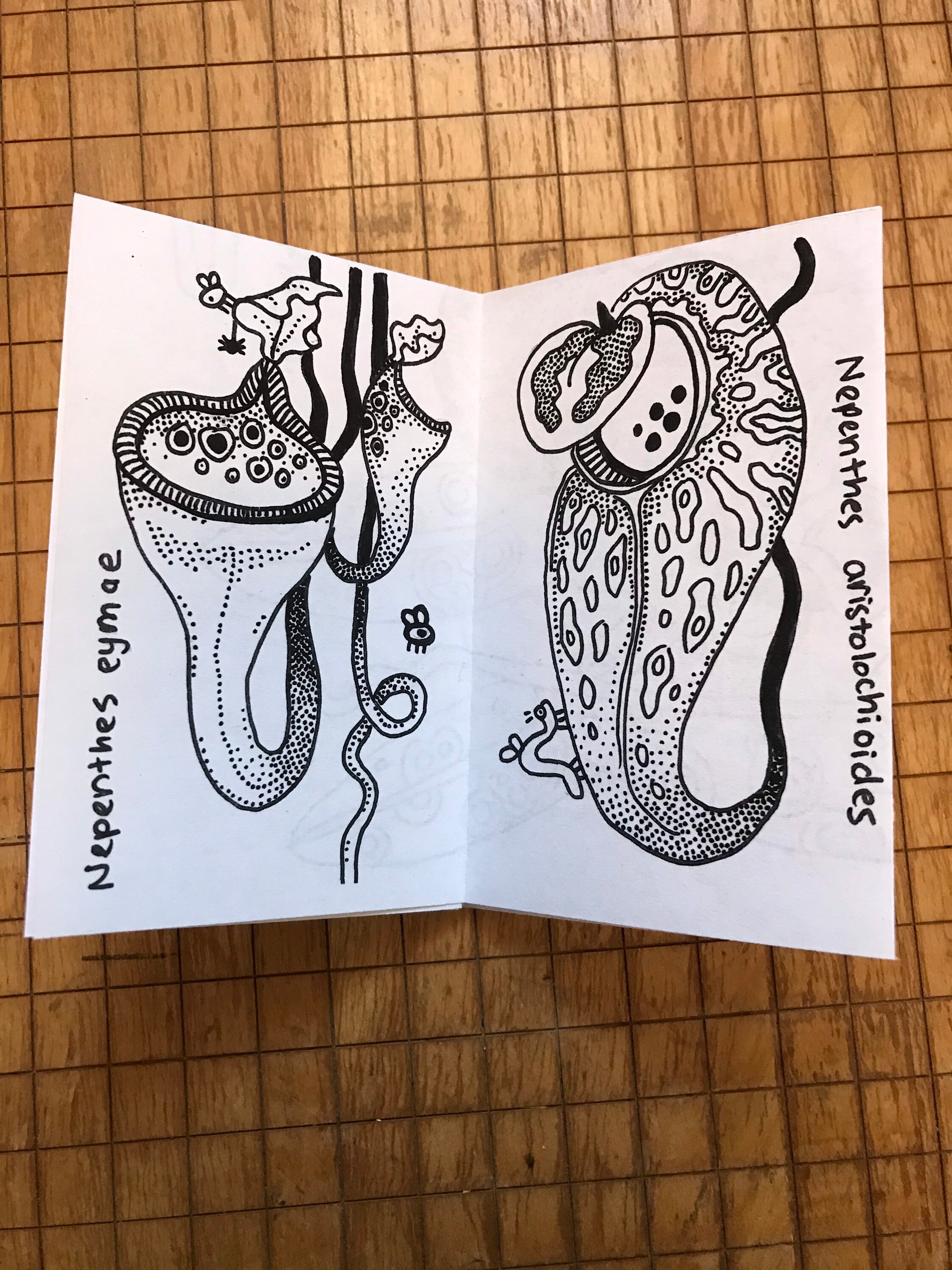 Nepenthes Coloring Zine | Etsy