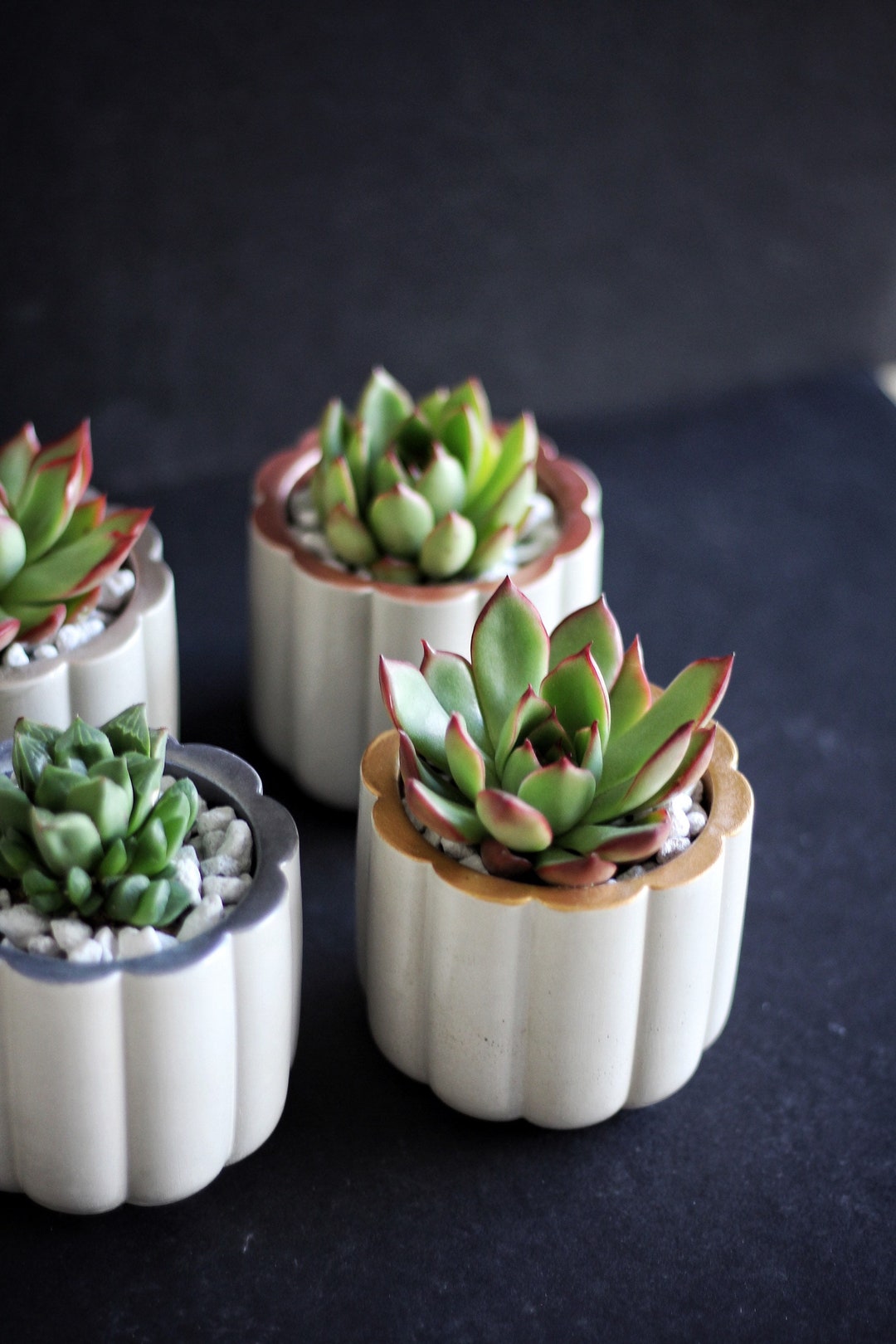 SCALLOP Concrete Planter, Plant Pot, Housewarming Gift - Etsy