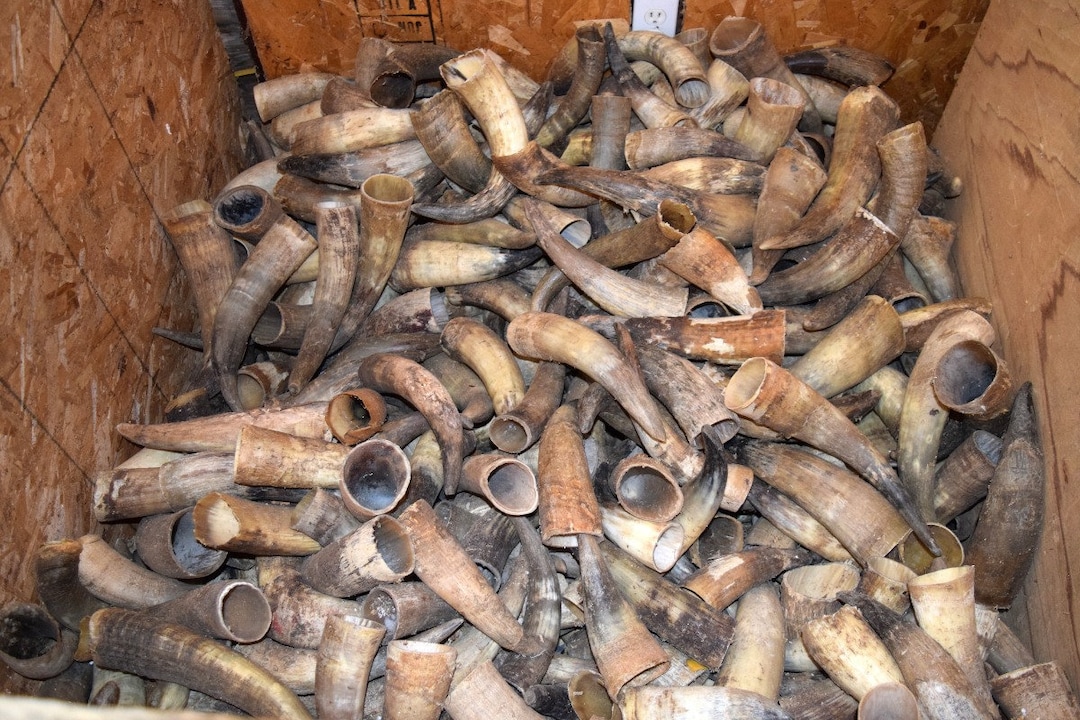 Carving Steer Horn Single Not Pair Black Powder Raw Natural Cow Horns ...