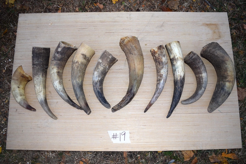 Raw Steer Horns for Carving, Black Powder Horns, Lot of 10 (8-13") Lot ...