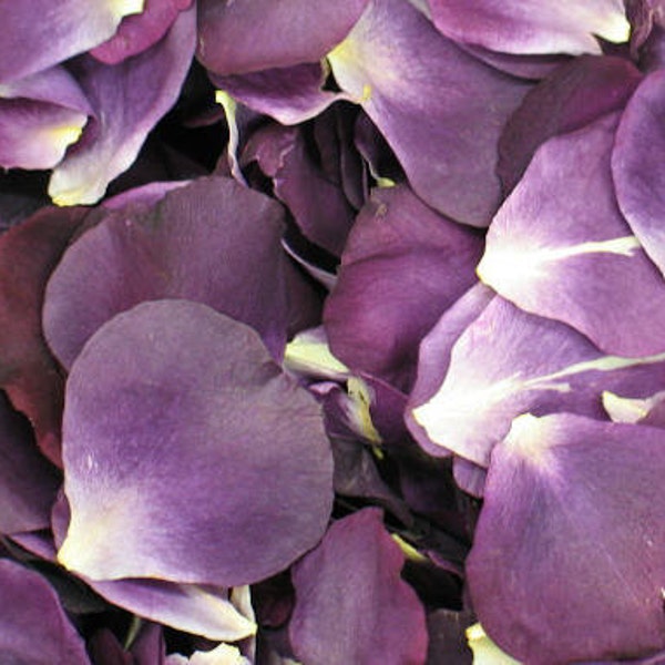 Purple Rose Petals - Etsy