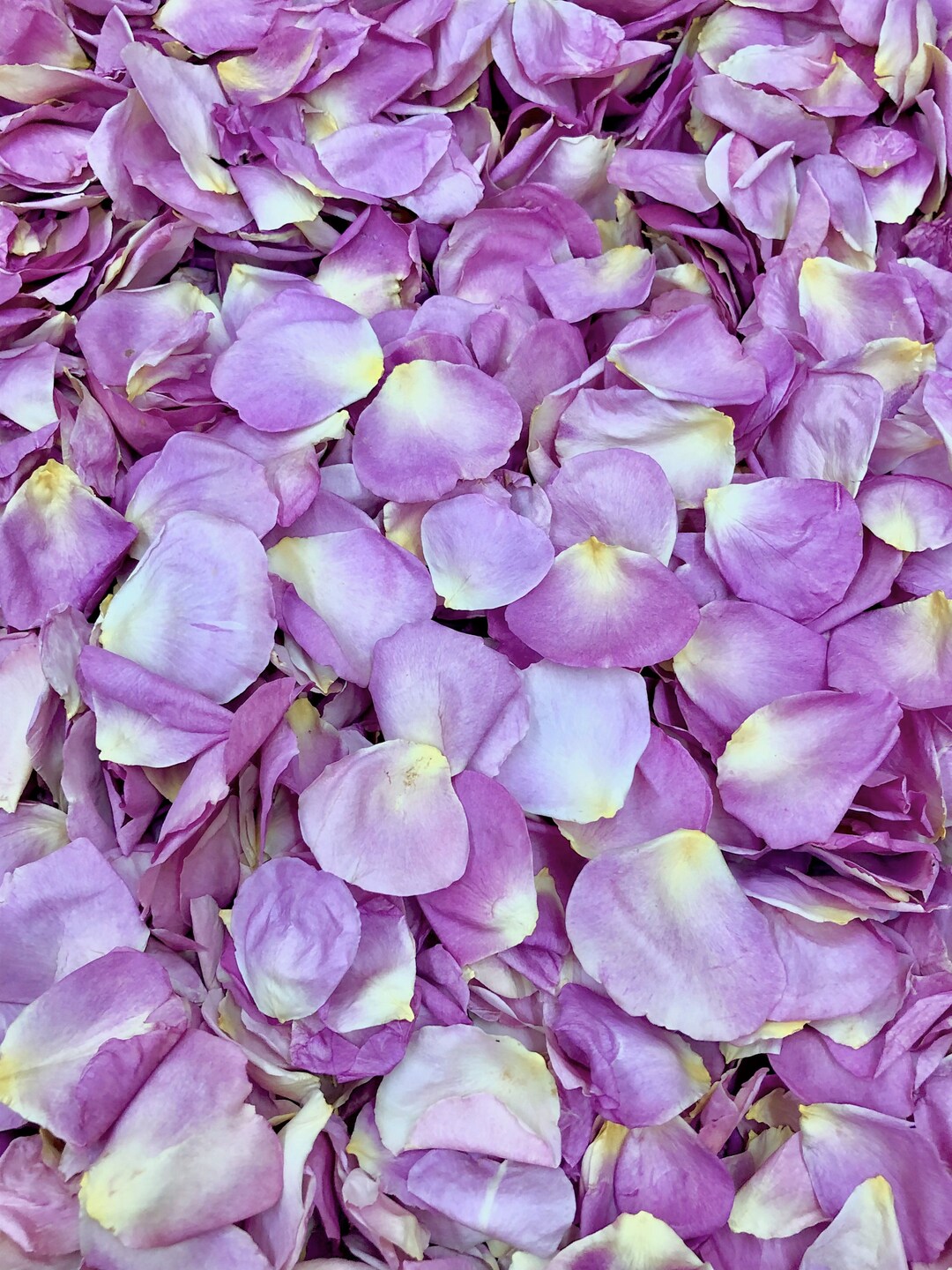 10 Cups Real Rose Petals All Dressed Up. Wedding Petals. Real Petals ...
